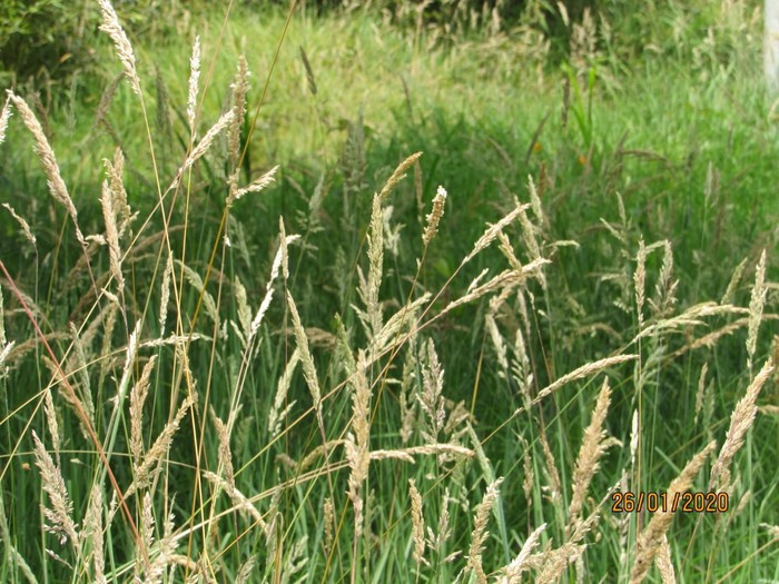 FARAGUA (Hyparrhenia rufa) :: I.E SAN FÉLIX HERBARIO VIRTUAL